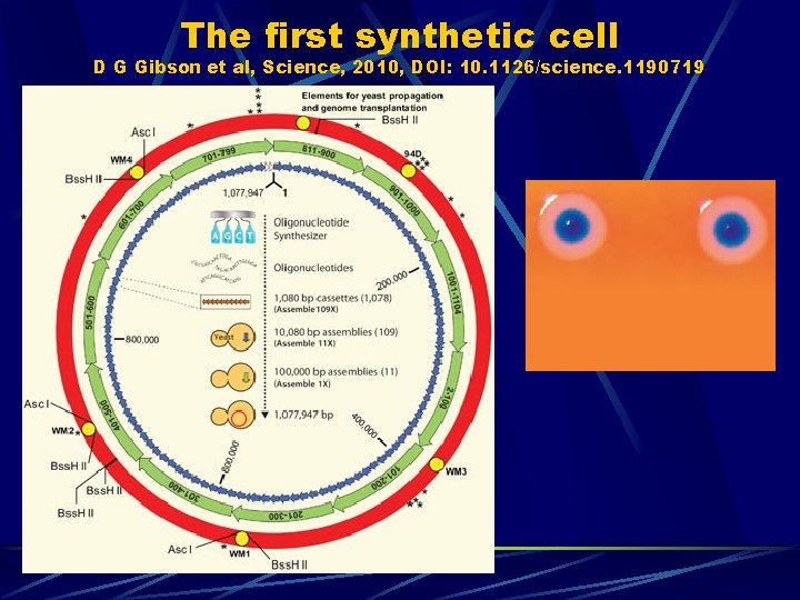 What is Life Introduction to Modern Biology I