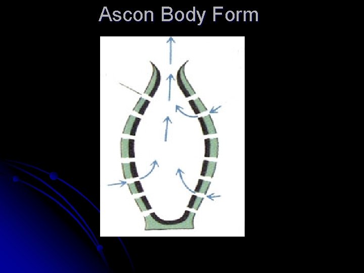 Invertebrates Phylum Porifera There are 2 Types of