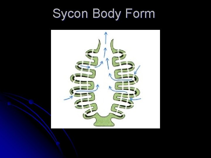 Invertebrates Phylum Porifera There are 2 Types of