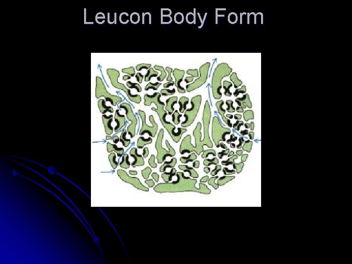 Invertebrates Phylum Porifera There are 2 Types of