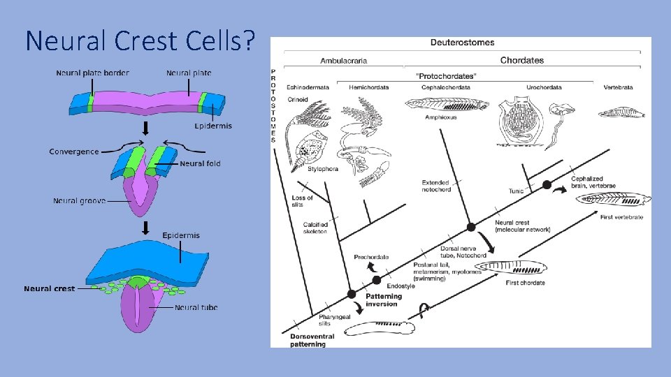 The Skull Part one BIOL 495 Chapter Seven
