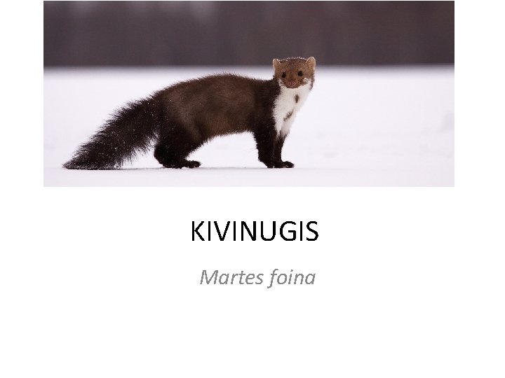 KIVINUGIS Martes foina KEHAEHITUS Kivinugis on jssakam kui