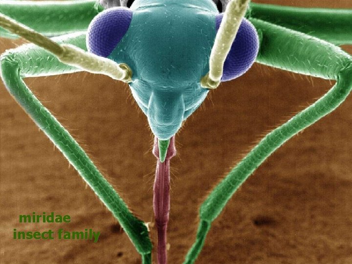 Colorized EM images from the Micrmondi exhibit We