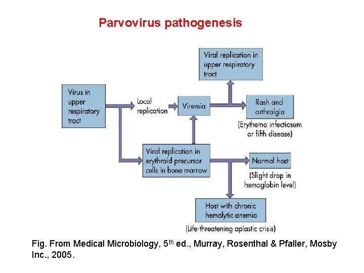 Human Parvoviruses Acknowledgment Addis Ababa University Jimma University