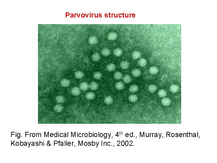 Human Parvoviruses Acknowledgment Addis Ababa University Jimma University