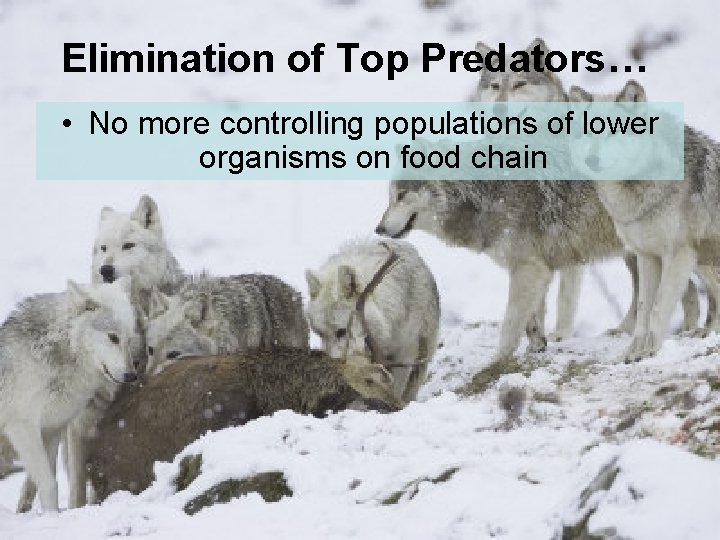 Energy Movement In Ecosystems Yellowstone Wolves Case Study