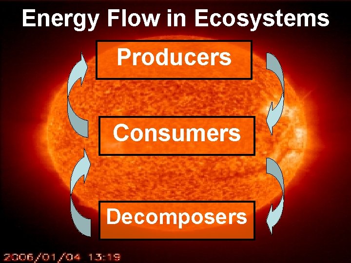 Energy Movement In Ecosystems Yellowstone Wolves Case Study