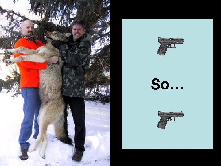 Energy Movement In Ecosystems Yellowstone Wolves Case Study