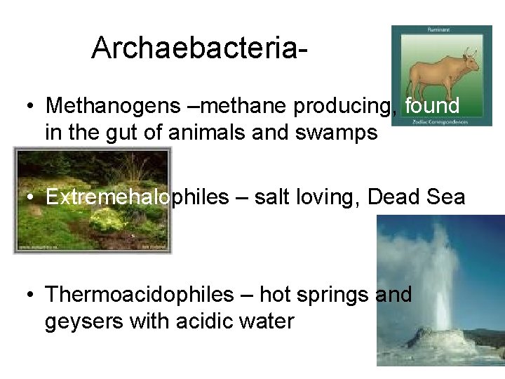 Bacteria Text 460 468 LAB instructions in binder