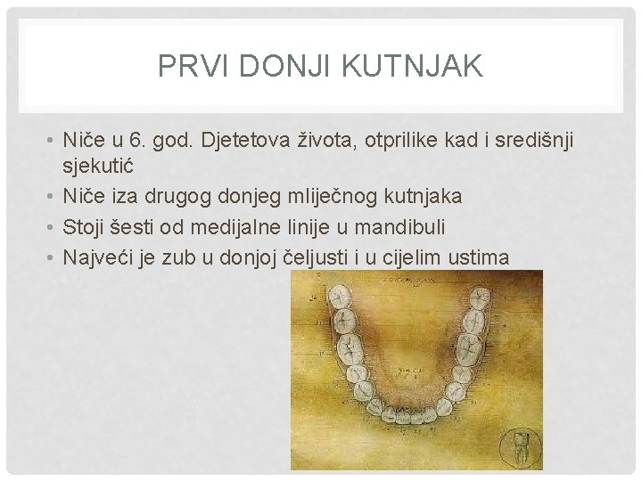 PRVI DONJI KUTNJAK DENTALNI TEHNIARI 1 RAZRED MORFOLOGIJA
