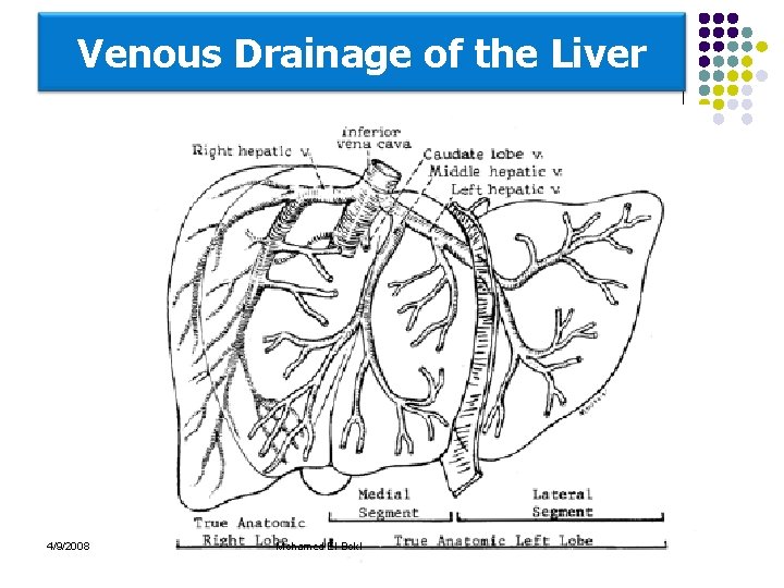 Hepatology Anatomical Functional Tips Mohamed ElBokl Prof Hepatology