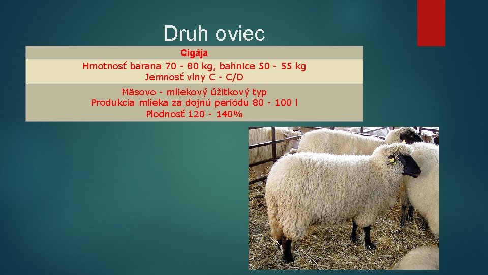 ivot na salai SALAMto pod umbierom Mto pod