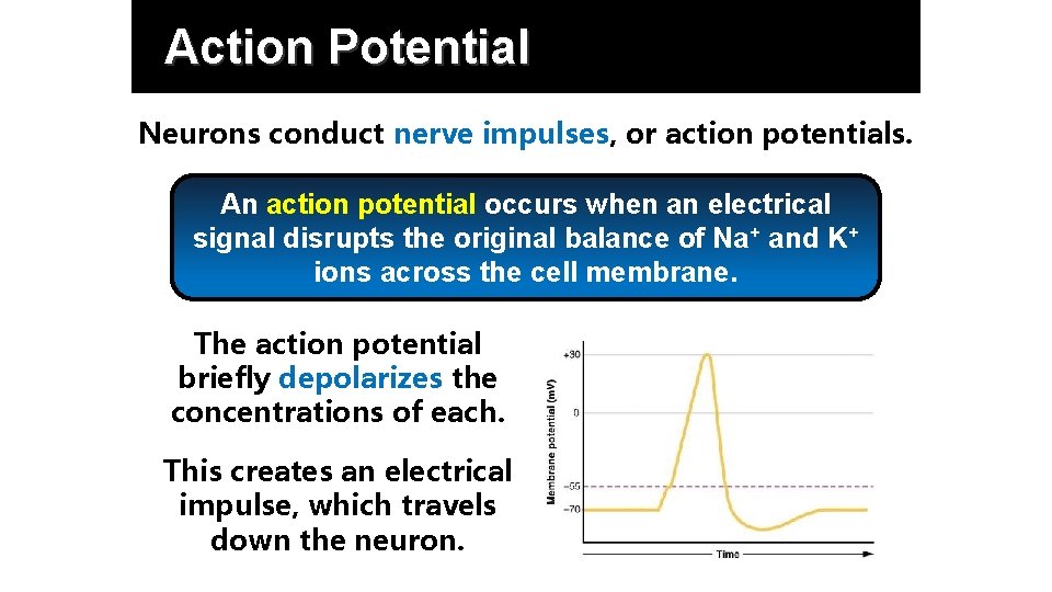 The Nervous System Part 2 Action Potential But