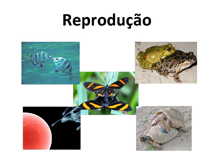 Reproduo Reproduo Caracterstica de todos os seres vivos