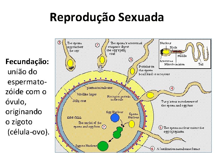 Reproduo Reproduo Caracterstica de todos os seres vivos