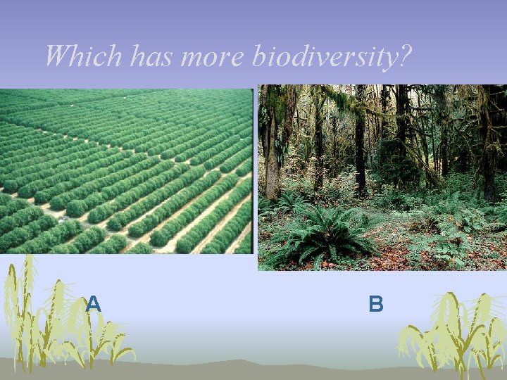 Biodiversity Succession Learning Goal I will be able