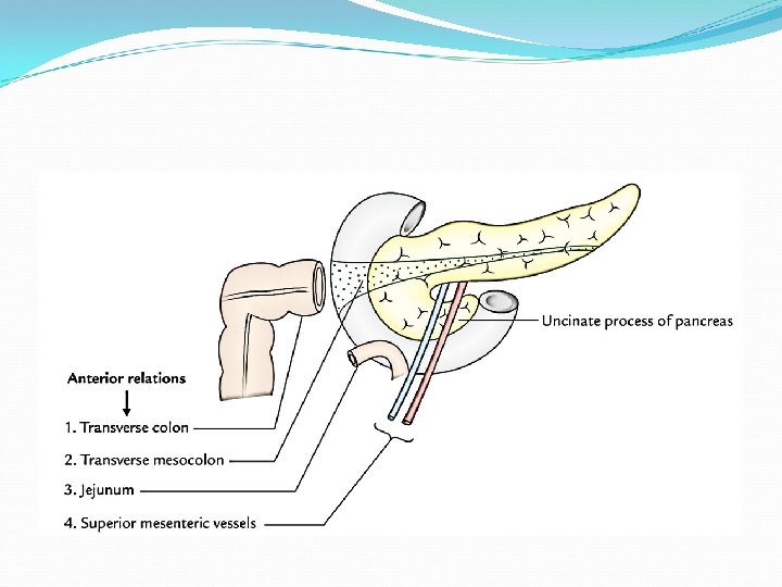 PANCREAS Dr Kumar Satish Ravi M B B