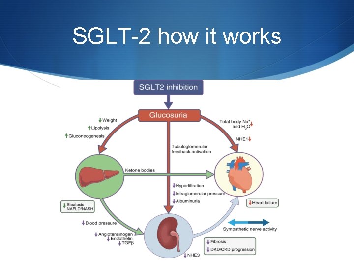 New Medications for Obesity and Diabetes Dr Ken