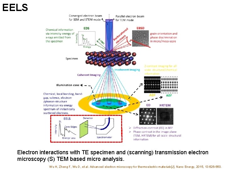Vibrational phonon modes under Electron Energy Loss Spectroscopy