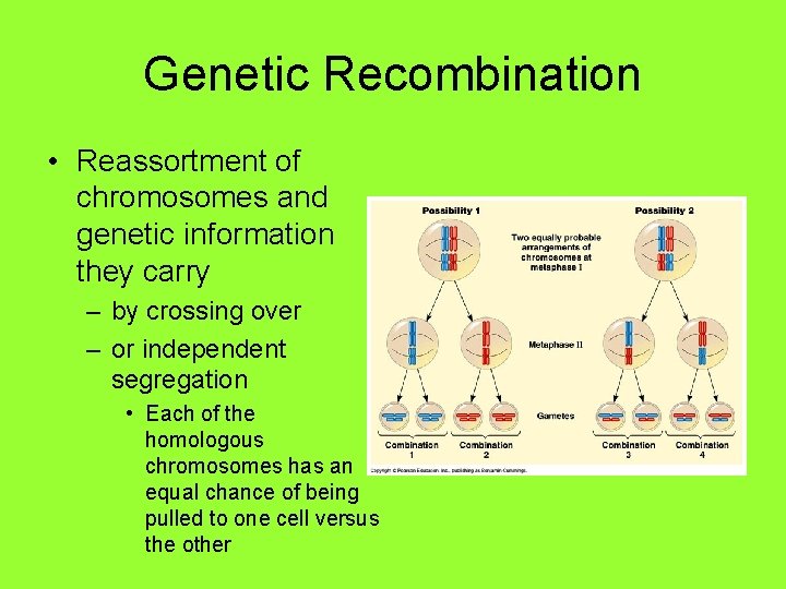 Meiosis Mistakes Chapter 10 2 Meiosis Genetic Variation
