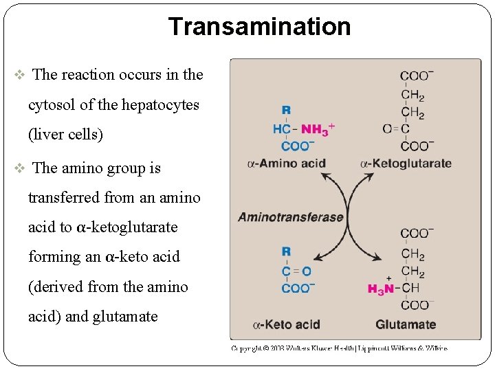 CHY 2026 General Biochemistry Amino Acid Metabolism Overview