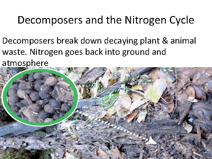 The Nitrogen Cycle The nitrogen cycle nitrogen circulates