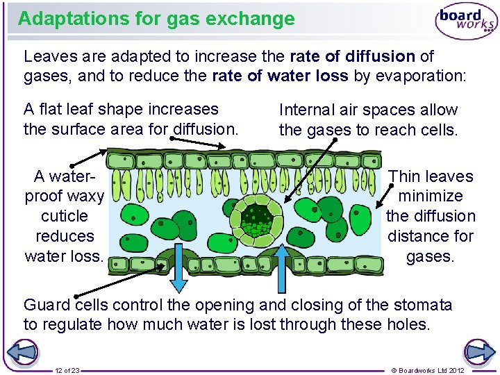 Exchanging Materials in Plants 1 of 23 Boardworks
