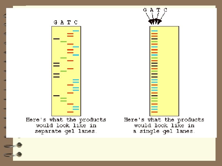 Biotechnology Processes DNA Sequencing Sanger dideoxy method 4