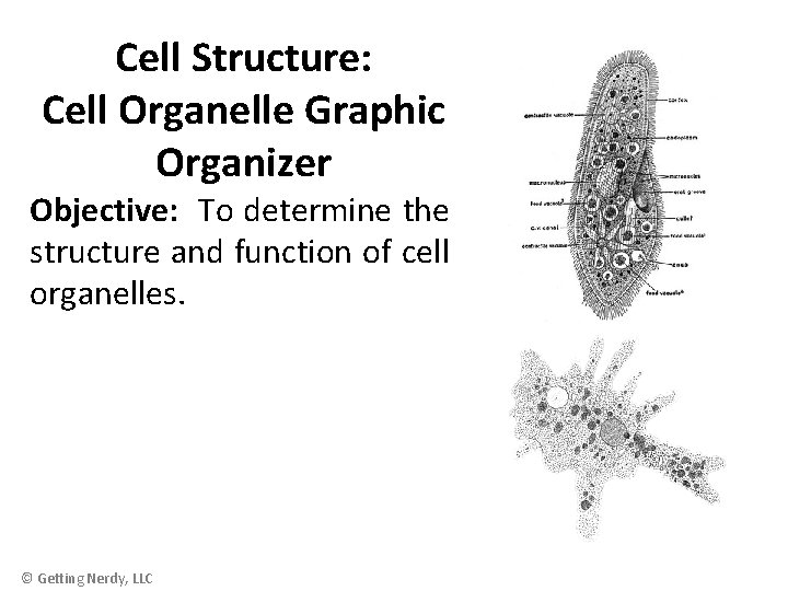 Cell Structure Cell Organelle Graphic Organizer Objective To