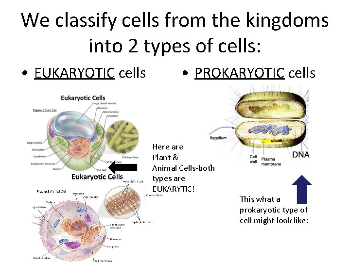 Cell Structure Cell Organelle Graphic Organizer Objective To