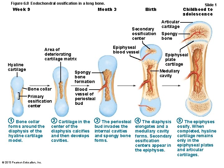 Power Point Lecture Slides prepared by Barbara Heard