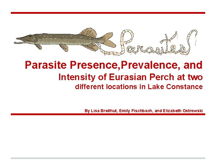 Parasite Presence Prevalence and Intensity of Eurasian Perch