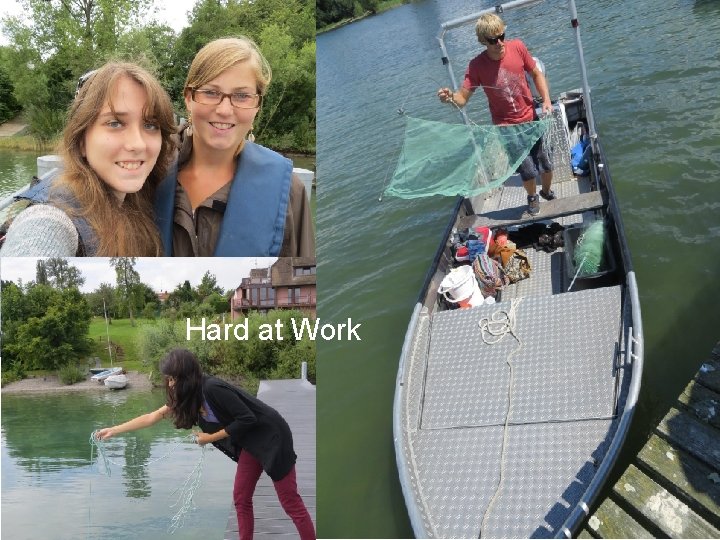 Parasite Presence Prevalence and Intensity of Eurasian Perch