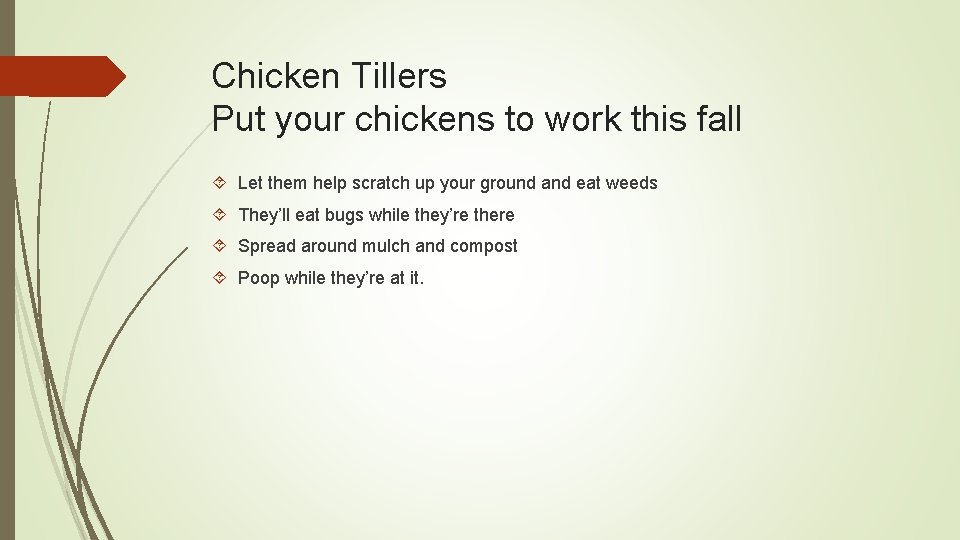 Gardening with Chickens The good the bad the
