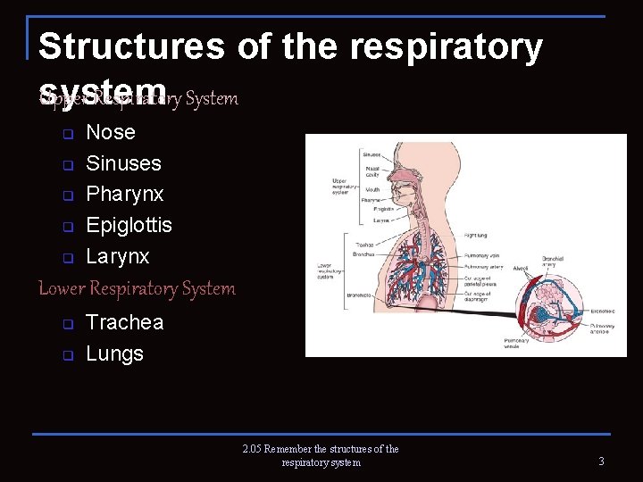 2 05 Remember the structures of the respiratory