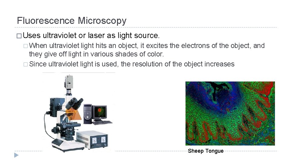Lecture 2 Microscopy Introduction to Microscopy Cell Biology