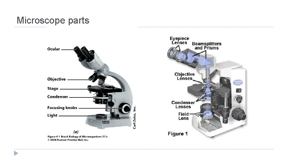 Lecture 2 Microscopy Introduction to Microscopy Cell Biology