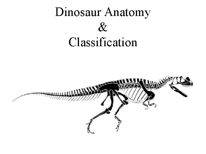 Dinosaur Anatomy Classification Orientation Terms terms that are