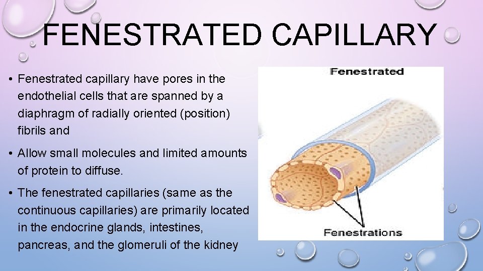 THE FUNCTION OF CAPILLARIES BY BRYANT FROM 5