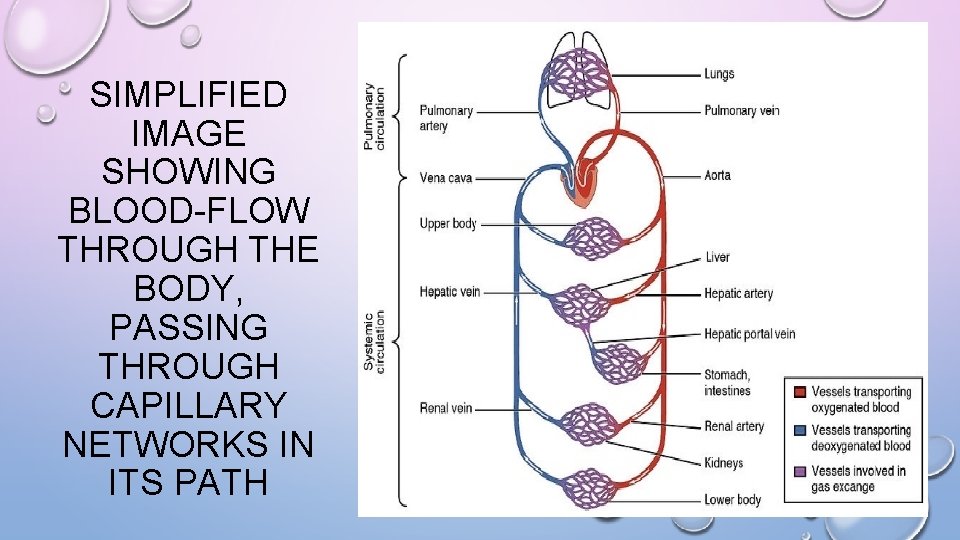 THE FUNCTION OF CAPILLARIES BY BRYANT FROM 5