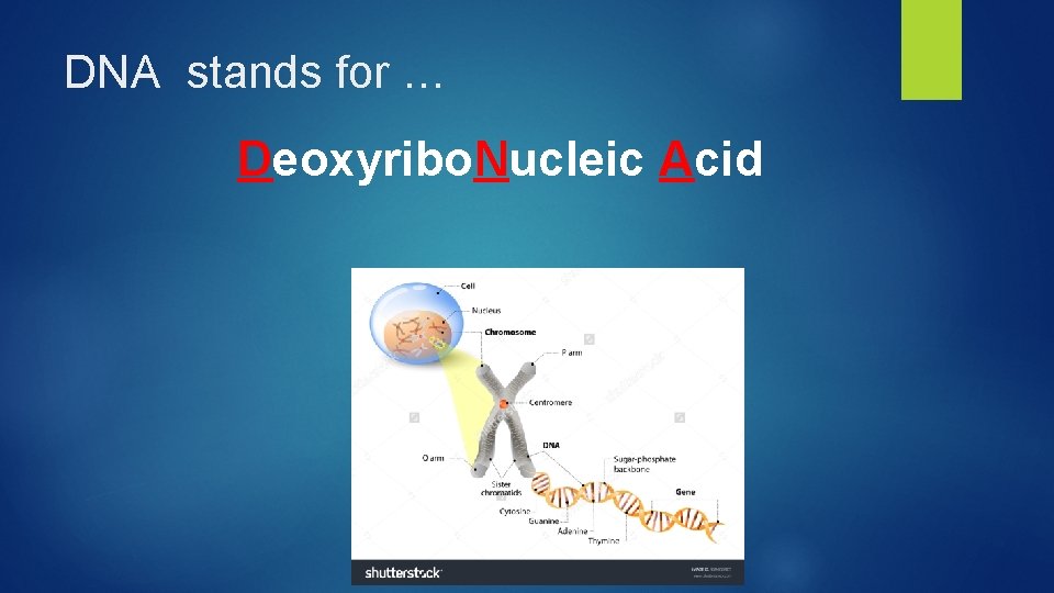 DNA PART 1 THE BLUEPRINT OF LIFE DNA