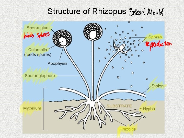 Fungi Learning Objectives Define the terms saprophytic parasitic