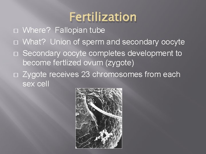 FERTILIZATION PREGNANCY AND BIRTH Fertilization Where Fallopian tube