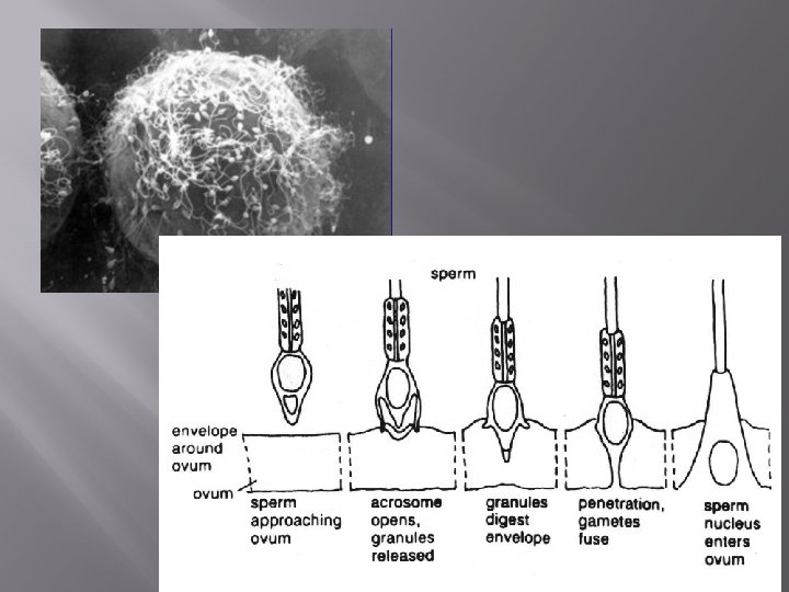 FERTILIZATION PREGNANCY AND BIRTH Fertilization Where Fallopian tube