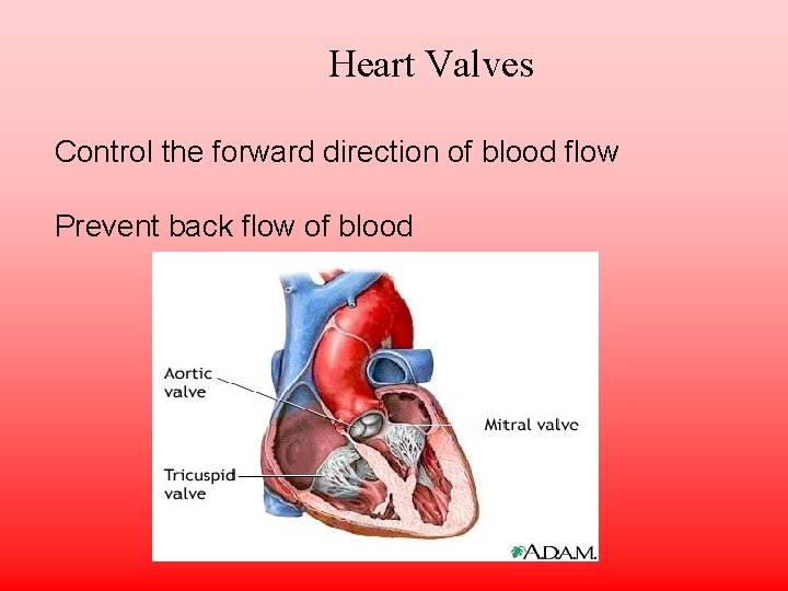CARDIOVASCULAR SYSTEM LEARNING OBJECTIVES To know the structure