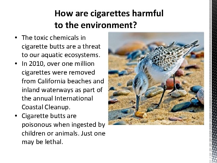 Environmental Impact Anatomy of a Cigarette Dangers of