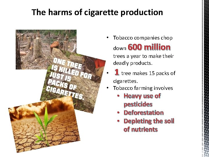 Environmental Impact Anatomy of a Cigarette Dangers of