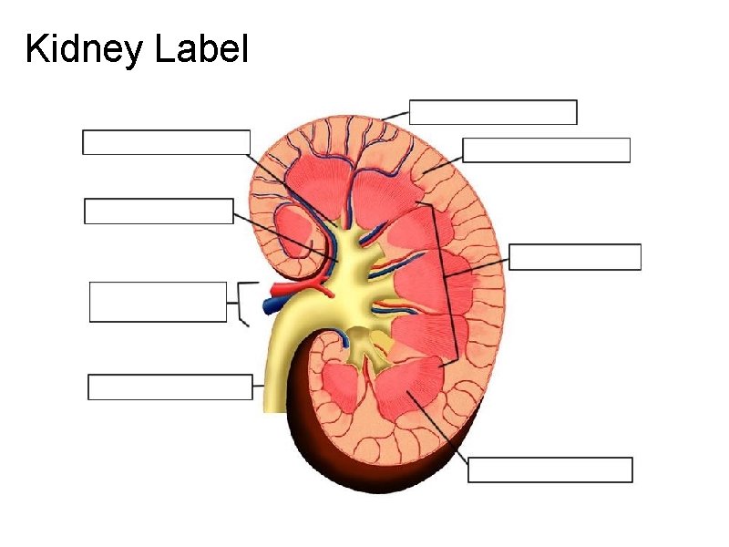The Urinary System Chapter 17 Quick Overview of