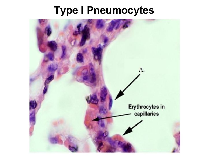 Respiratory System Histology Dr Nabil Khouri MD MSc