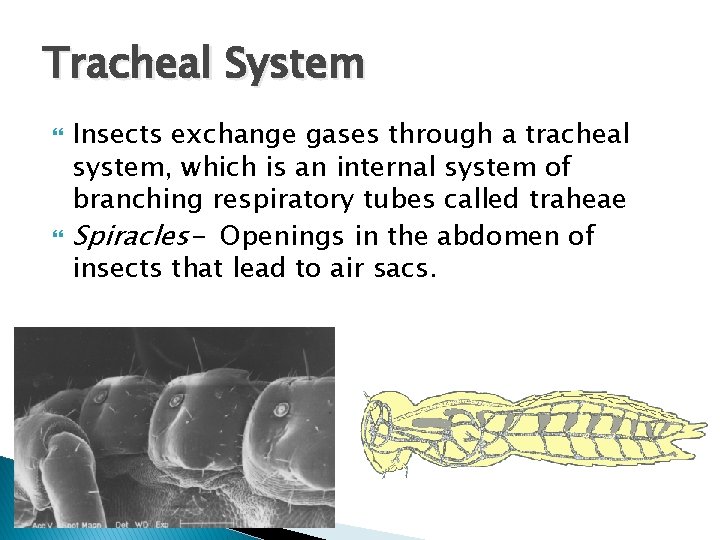 The Respiratory System Importance Oxygen Gas O 2